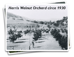 Cultural Landscapes - Harris Walnut Orchard