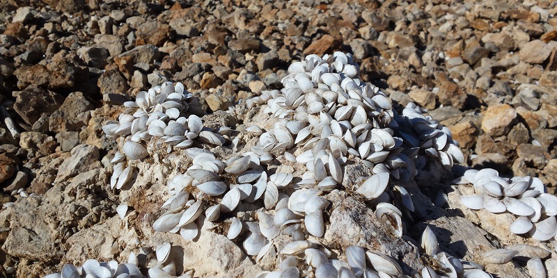 Quagga, Zebra, and Golden Mussels