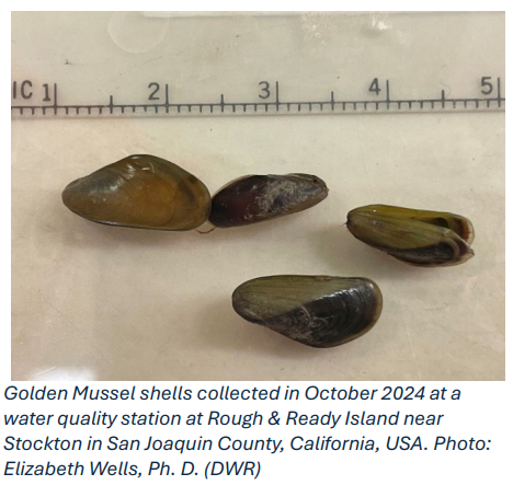 Quagga, Zebra, and Golden Mussels