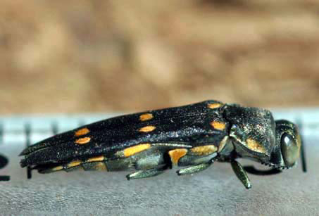 Goldspotted Oak Borer