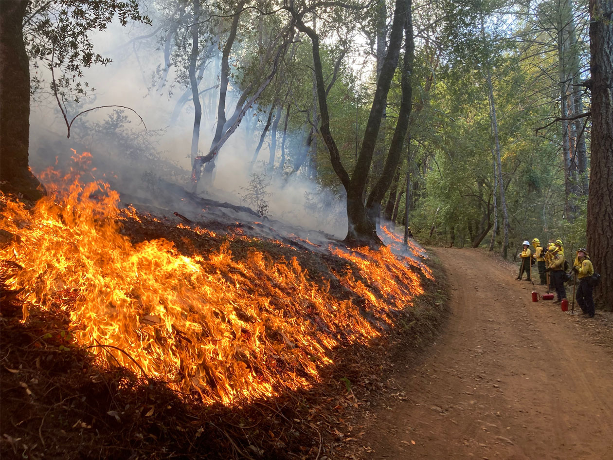 Wildfire and Forest Resilience